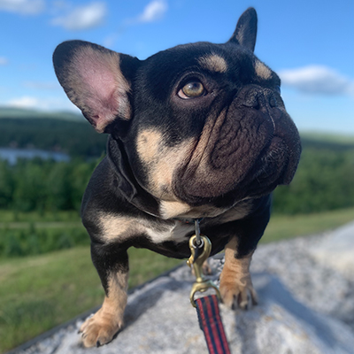 Mainely Frenchies, LLC: French Bulldog Breeding Females