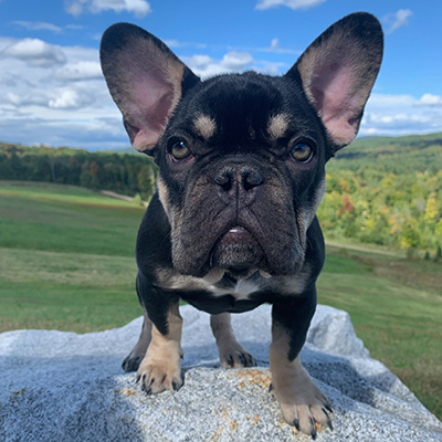 Mainely Frenchies, LLC: French Bulldog Breeding Females