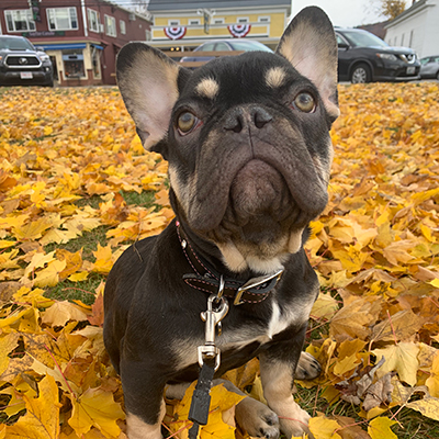 Mainely Frenchies, LLC: French Bulldog Breeding Females