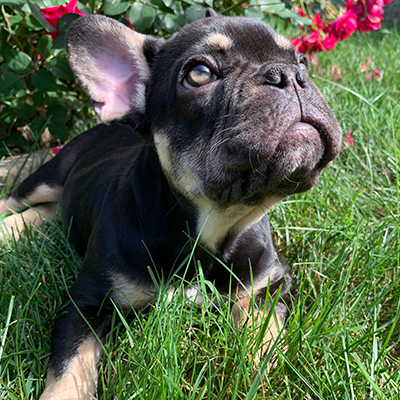 Mainely Frenchies, LLC: French Bulldog Breeding Females