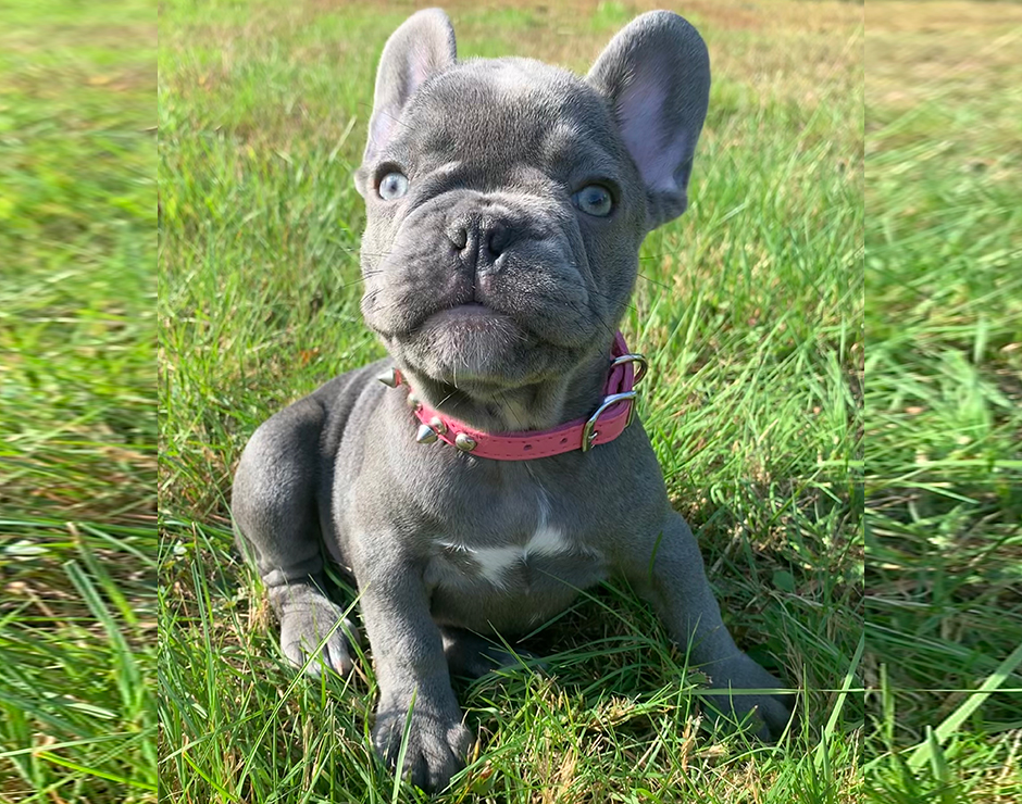 Mainely Frenchies, LLC: French Bulldog Puppies