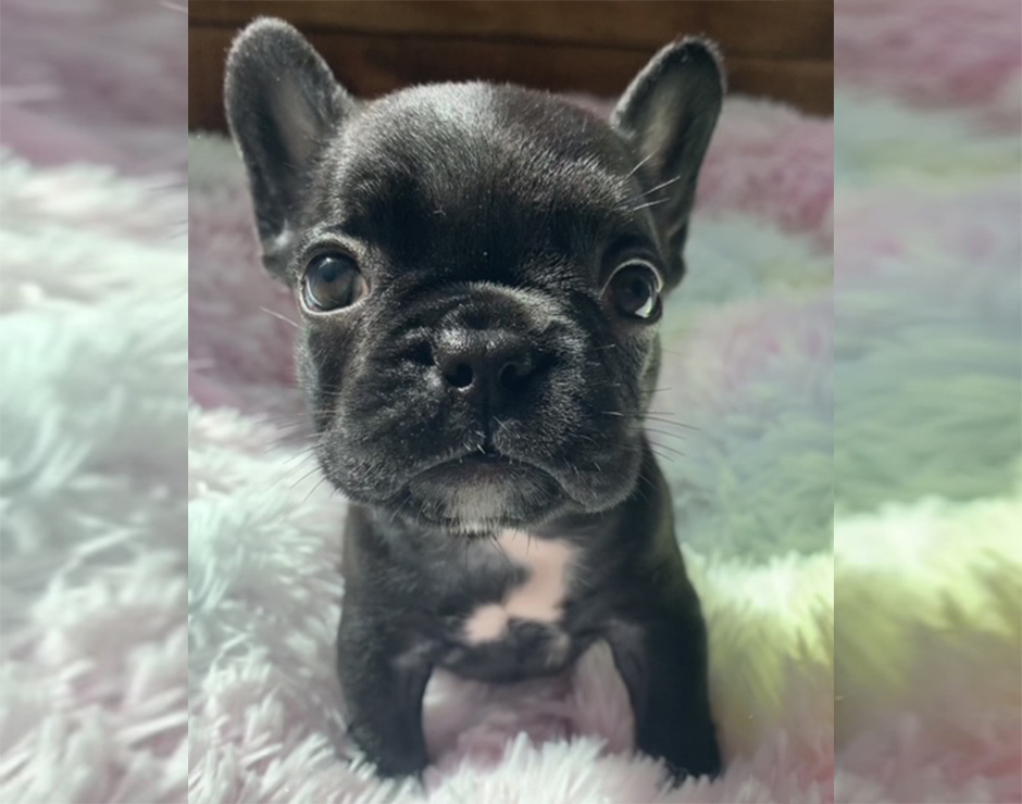 Mainely Frenchies, LLC: French Bulldog Puppies