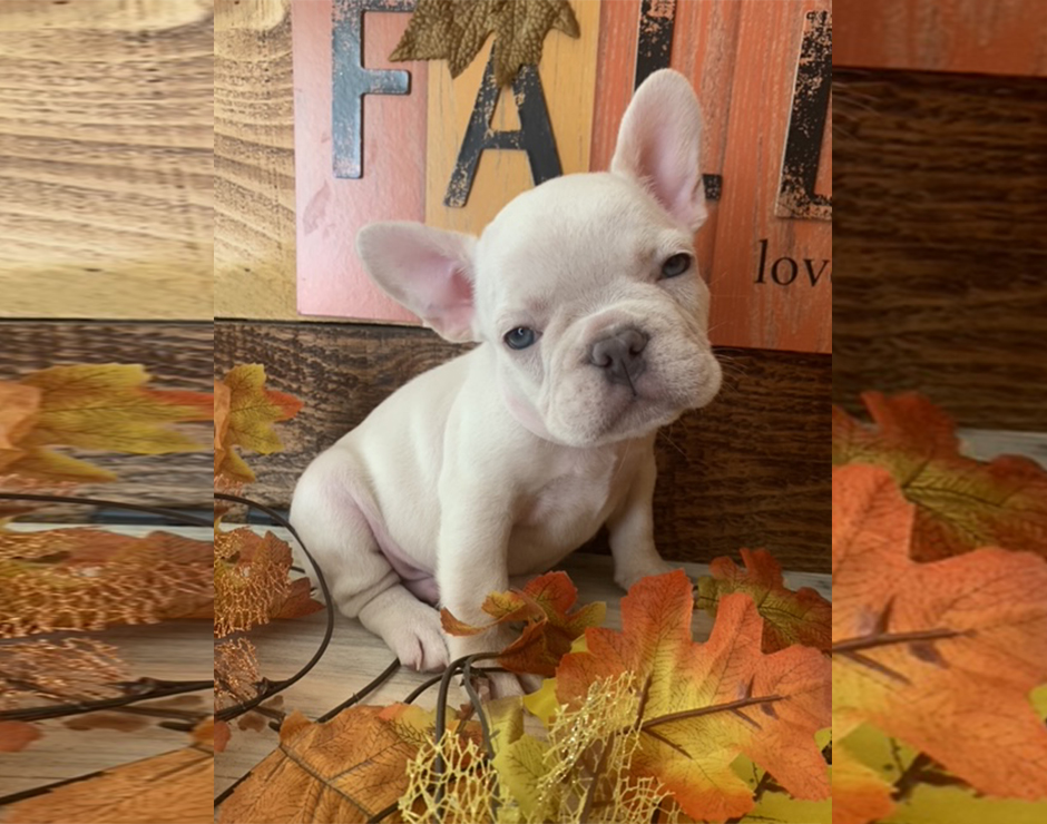 Mainely Frenchies, LLC: French Bulldog Puppies